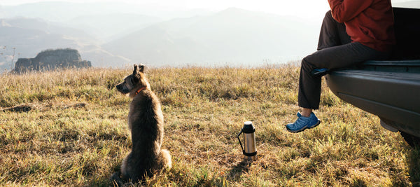 Helping Dogs Overcome Car Ride Anxiety | VetCS Blog